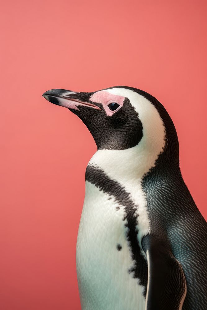 Penguin side portrait profile animal | Premium Photo - rawpixel