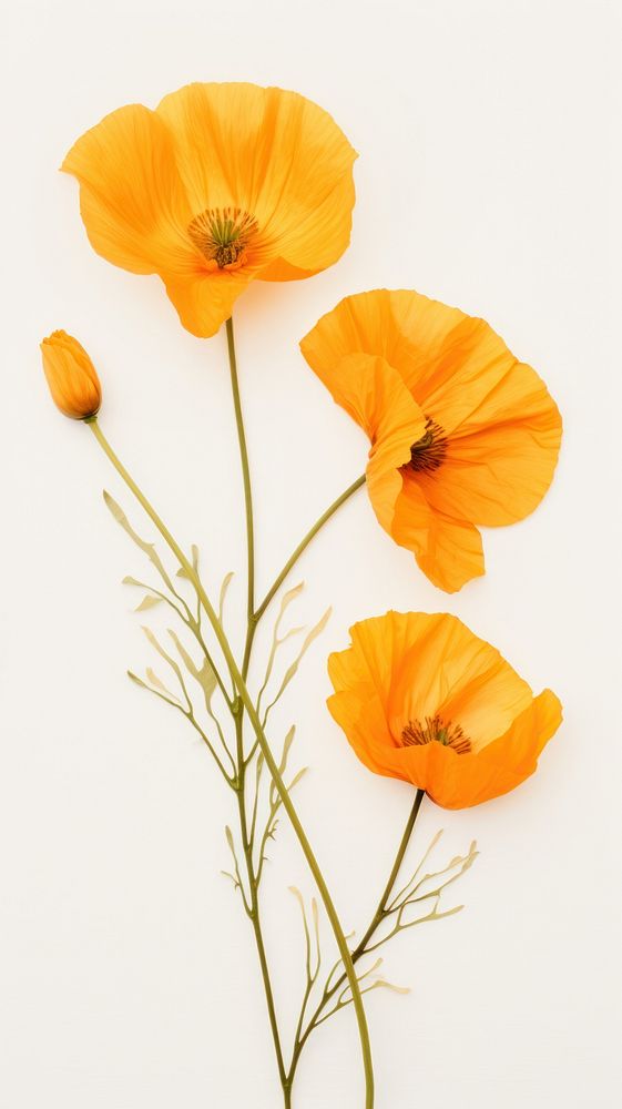 Real pressed california poppies flower | Free Photo - rawpixel