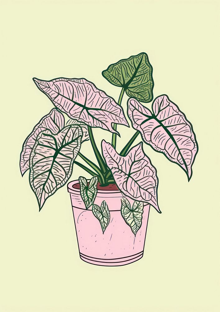 Caladium plant houseplant drawing sketch | Free Photo Illustration ...