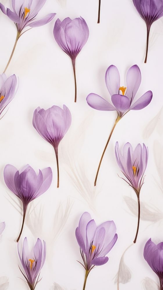 Crocus crocus flower backgrounds. | Premium Photo - rawpixel