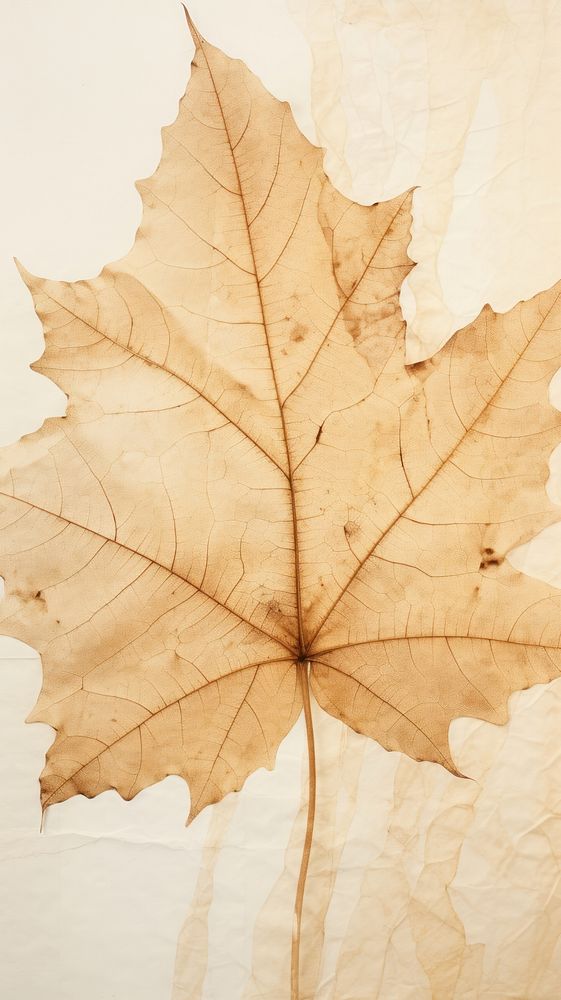 Sycamore Leaf leaf backgrounds textured. | Premium Photo - rawpixel