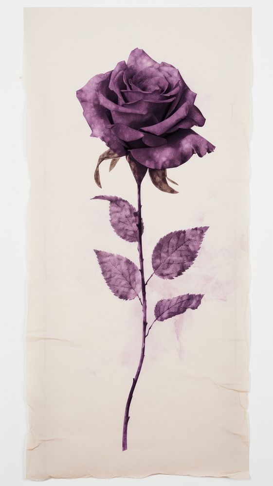 Purple rose flower petal plant. | Premium Photo - rawpixel
