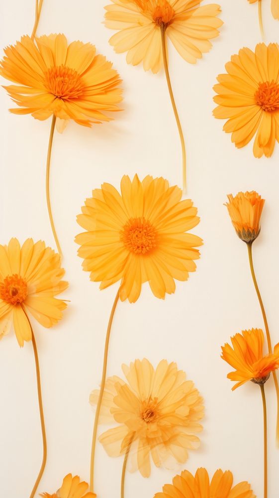 Real pressed calendula flowers backgrounds | Premium Photo - rawpixel