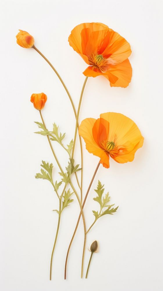 Real pressed california poppy flowers | Premium Photo - rawpixel