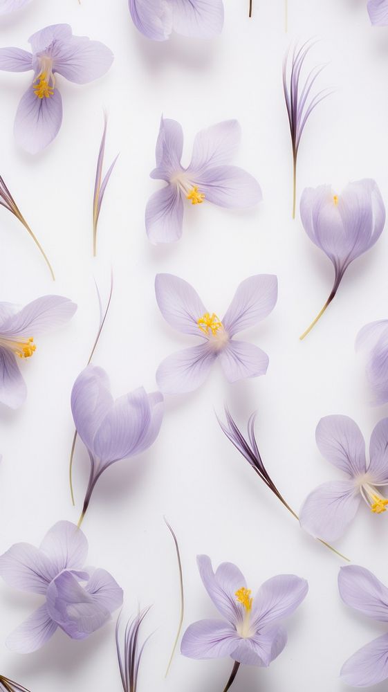 Real pressed crocus flowers backgrounds | Premium Photo - rawpixel