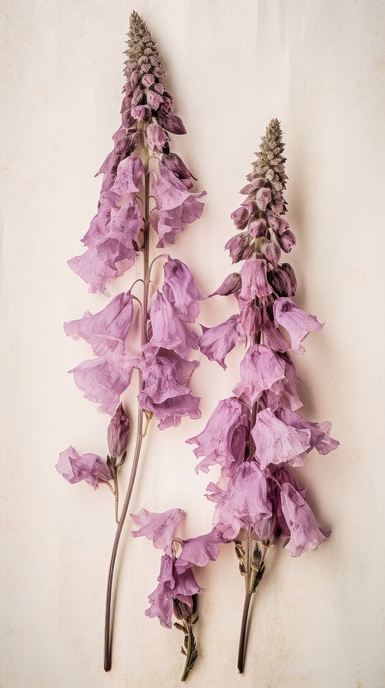Real pressed foxgloves flowers blossom | Free Photo - rawpixel