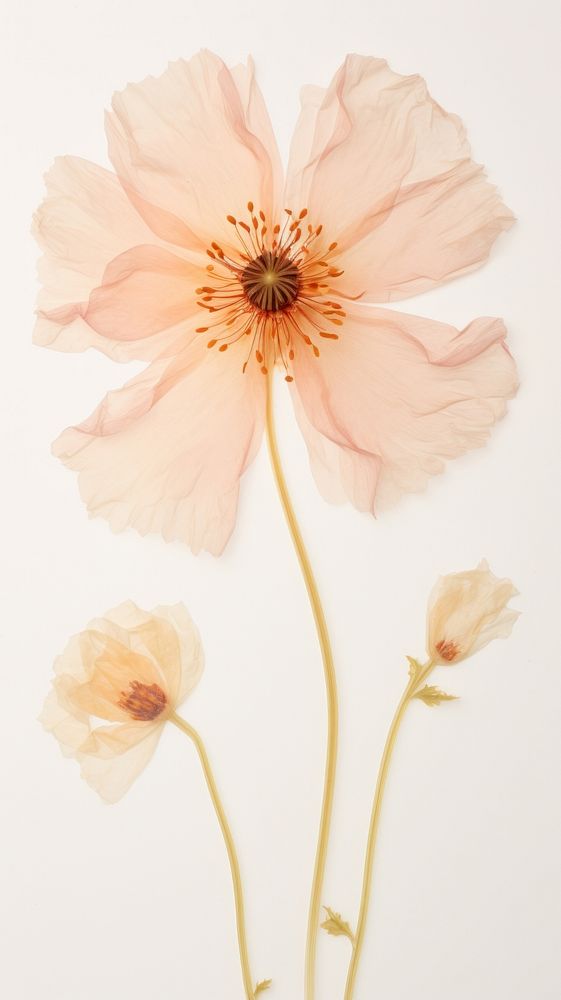 Real pressed poppy flower blossom | Premium Photo - rawpixel