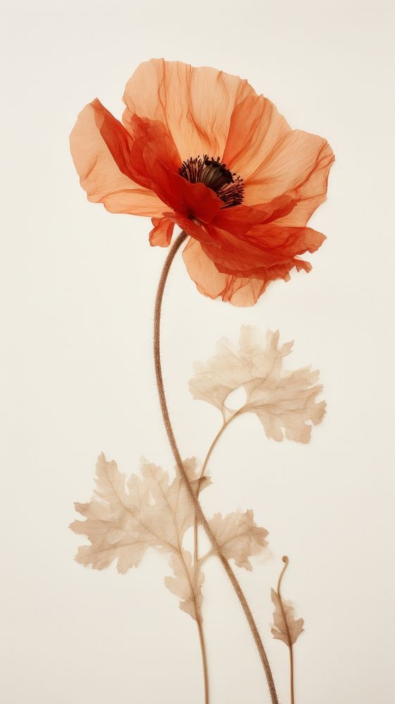 Real pressed poppy flowers petal | Premium Photo - rawpixel