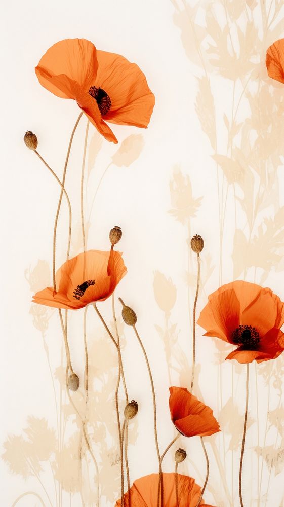 Real pressed poppy flowers plant | Free Photo - rawpixel