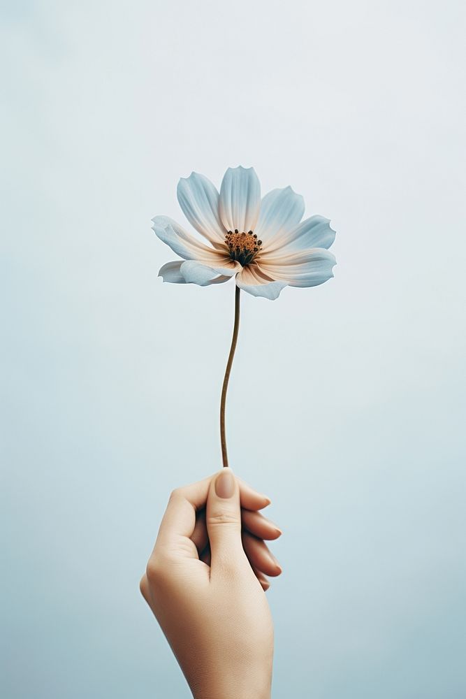 Hand holding blue flower photography | Free Photo - rawpixel