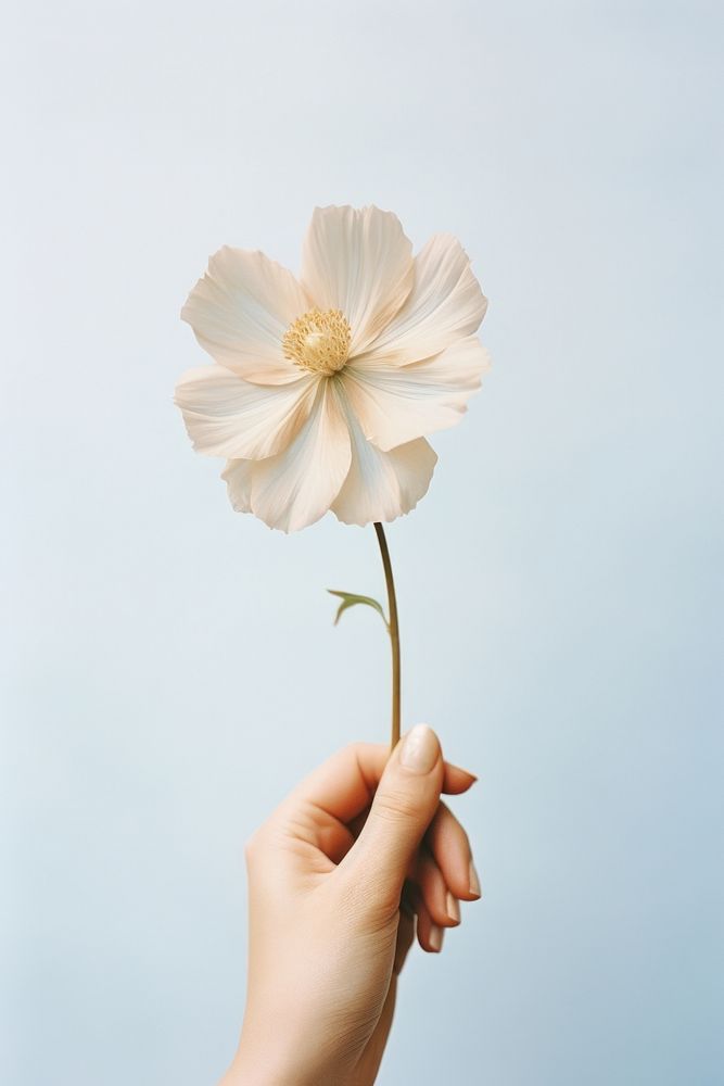 Hand holding blue flower photography | Premium Photo - rawpixel