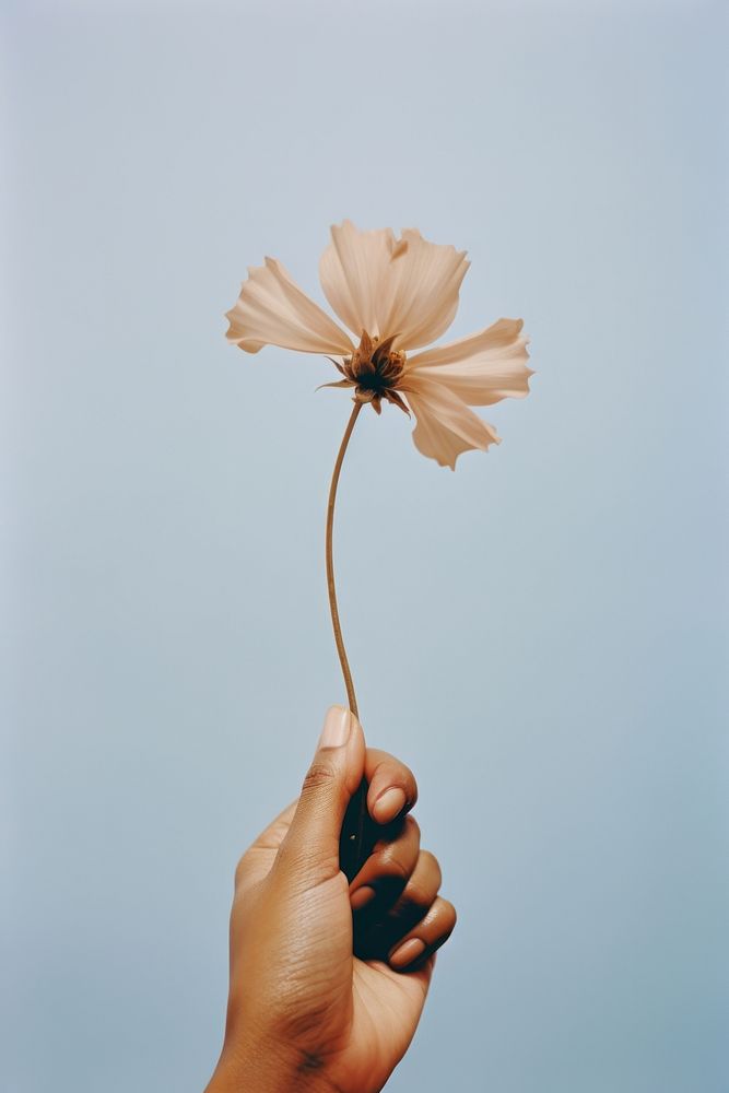 Hand holding blue flower photography | Premium Photo - rawpixel