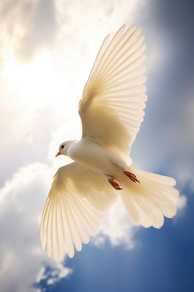 Photography dove animal cloud bird. | Free Photo - rawpixel