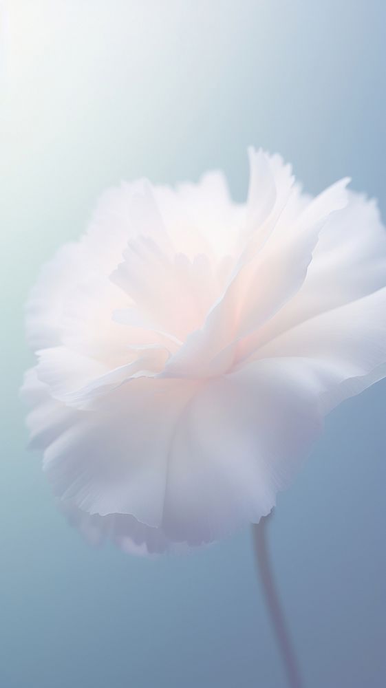 Blurred gradient white Carnation carnation | Premium Photo Illustration ...