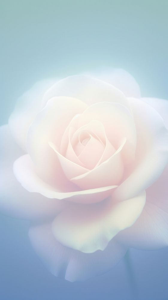 Blurred gradient White rose backgrounds | Premium Photo Illustration ...