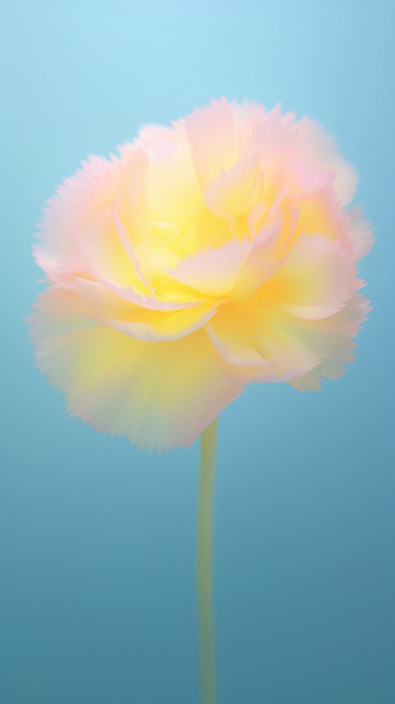 Blurred gradient yellow Carnation carnation | Premium Photo ...