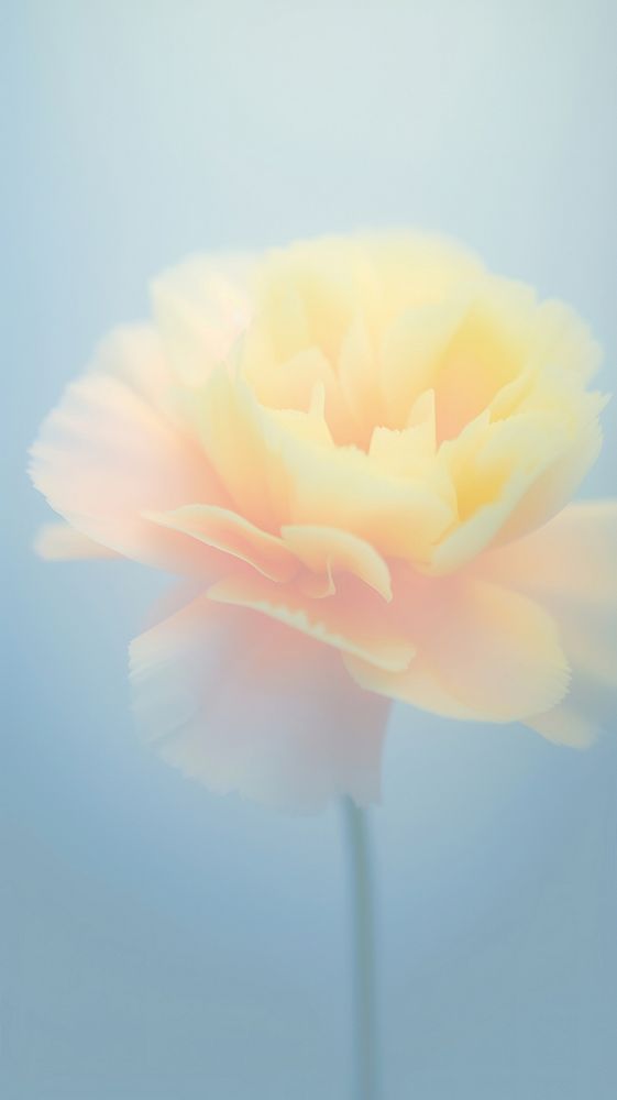 Blurred gradient yellow Carnation carnation | Free Photo Illustration ...