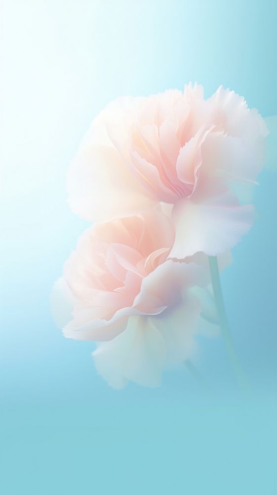 Blurred gradient pink Carnations carnation | Premium Photo Illustration ...
