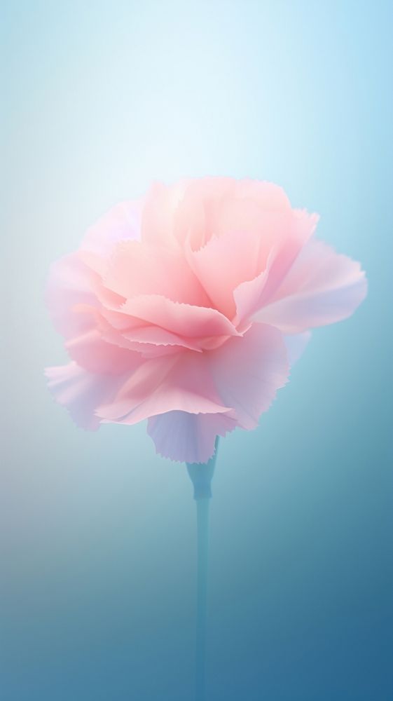 Blurred gradient pink Carnation carnation | Premium Photo Illustration ...