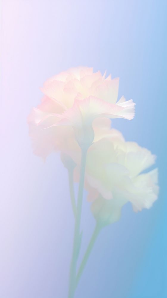 Blurred gradient pink Carnations carnation | Premium Photo Illustration ...