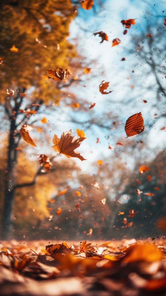 Autumn outdoors falling nature. | Free Photo - rawpixel