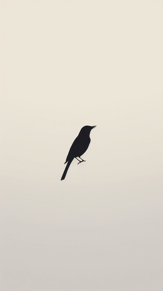 Bird silhouette animal backlighting. | Premium Photo Illustration ...