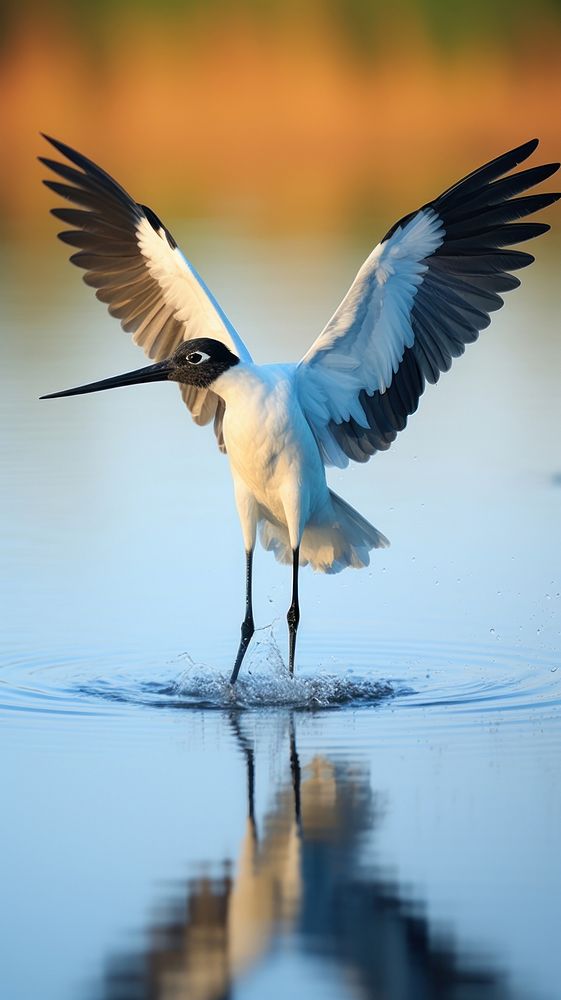 Avocet animal nature flying. | Premium Photo - rawpixel