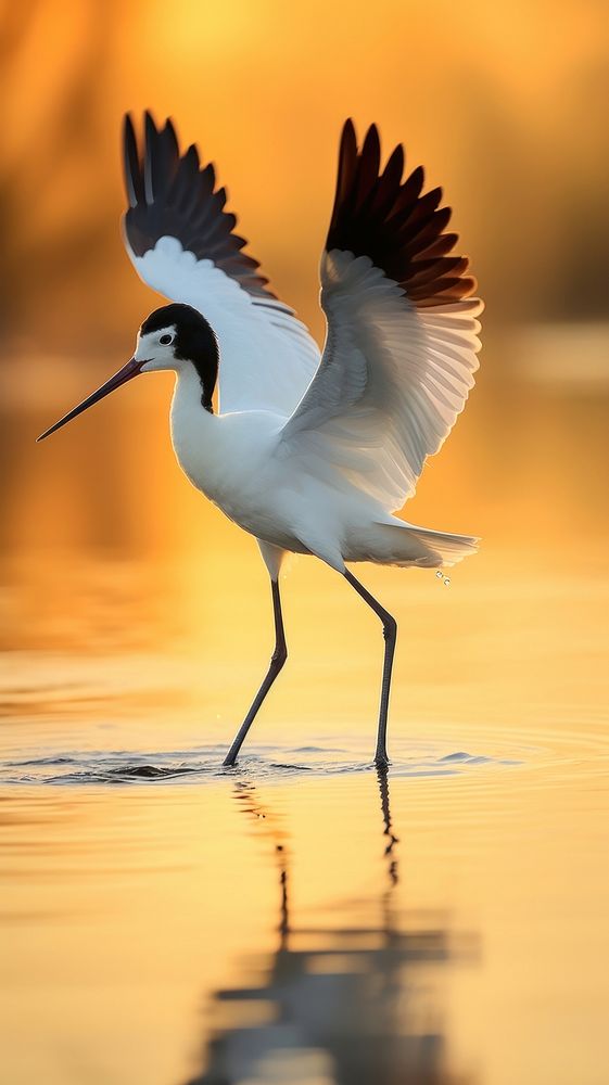 Avocet animal nature heron. | Premium Photo - rawpixel