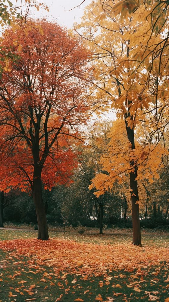 Autumn tree landscape plant. | Premium Photo - rawpixel