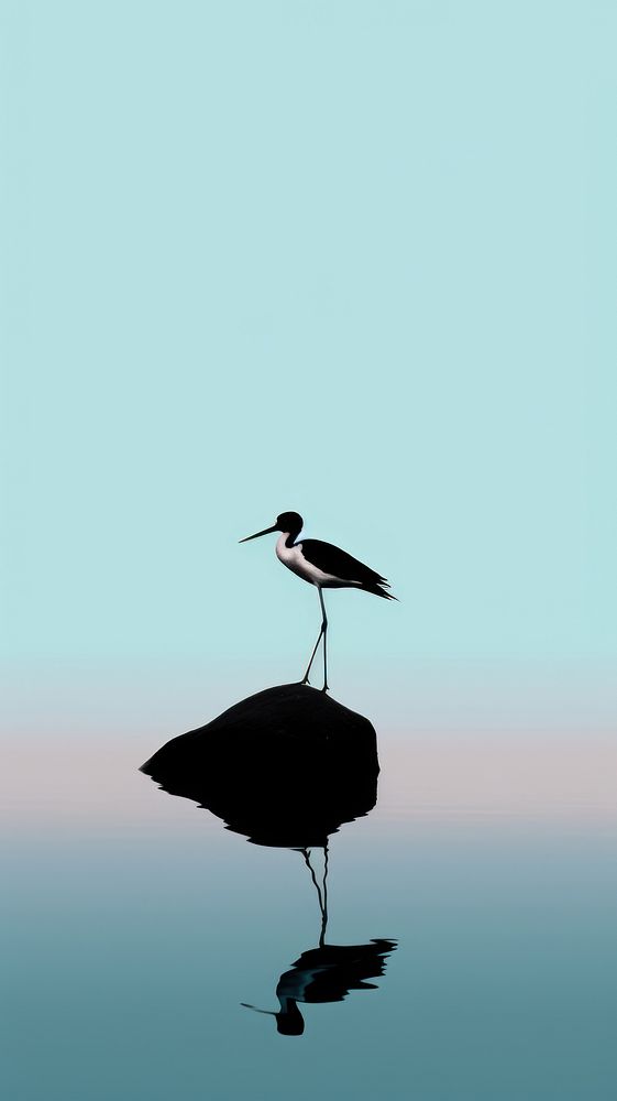 Avocet animal stork bird. | Premium Photo - rawpixel