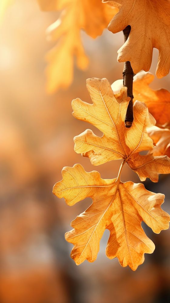 Oak tree leaves backgrounds autumn | Premium Photo - rawpixel
