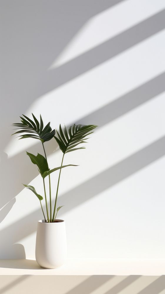 Plant plant shadow white. | Free Photo - rawpixel