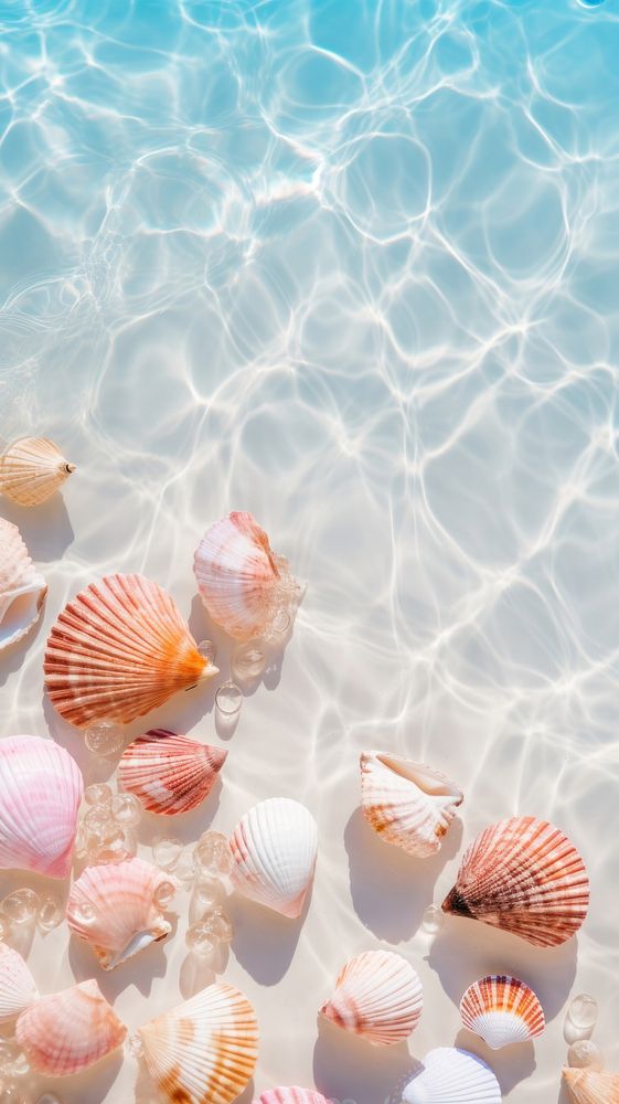 Shells seashell outdoors nature | Premium Photo - rawpixel