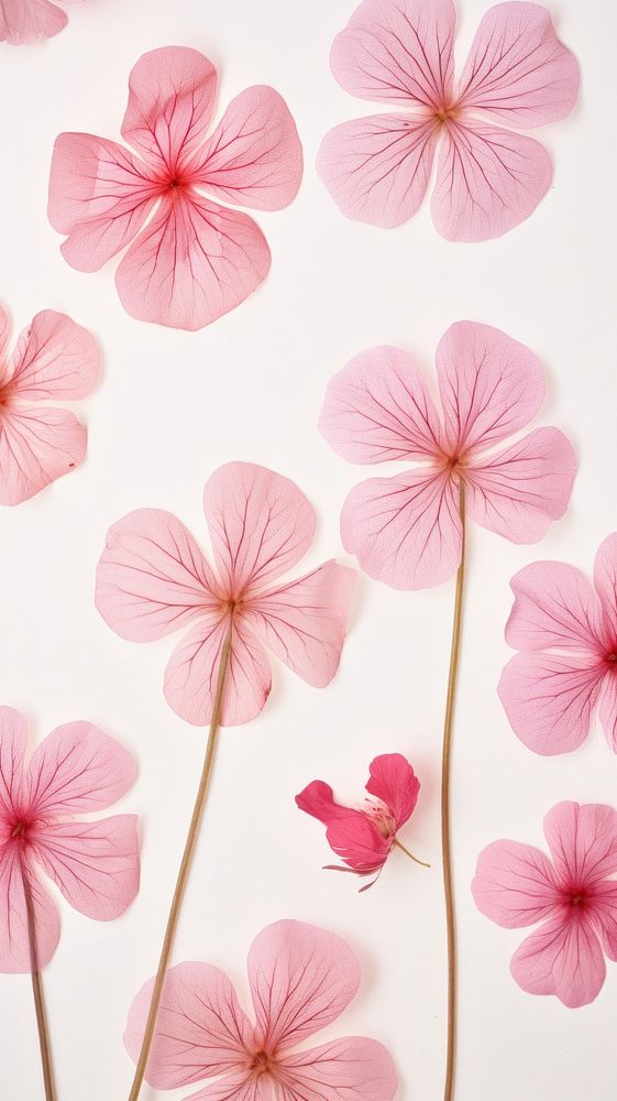 Real pressed geranium flower backgrounds | Premium Photo - rawpixel