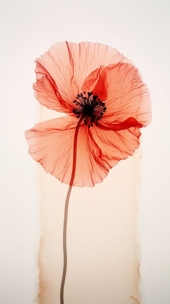 Real pressed poppy flower petal | Premium Photo - rawpixel