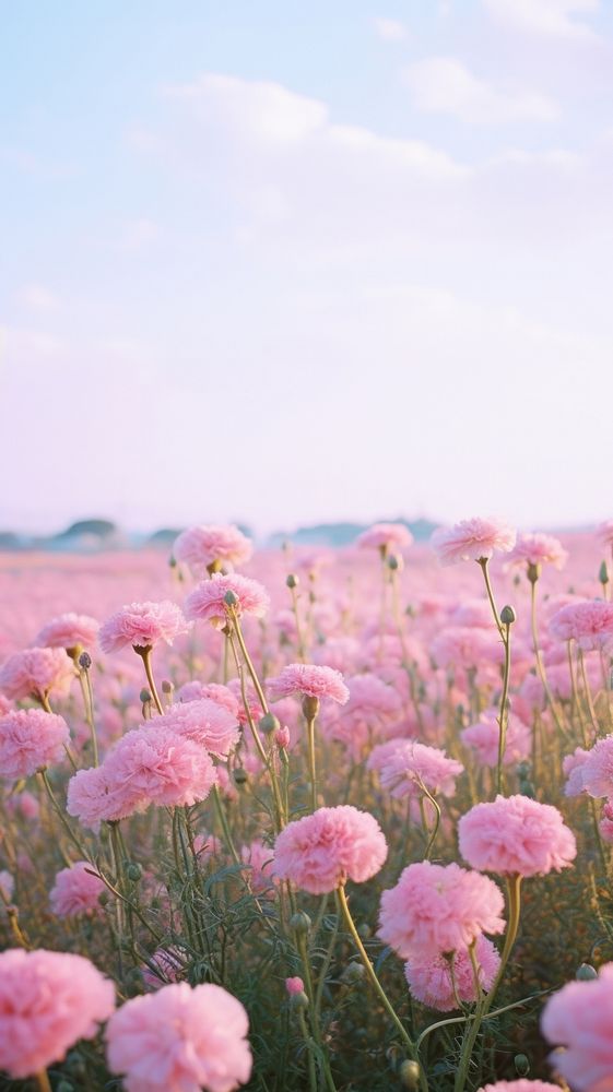 Field pink carnation landscape sky | Premium Photo - rawpixel