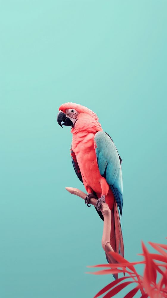 Aesthetic parrot animal bird wildlife. | Premium Photo - rawpixel