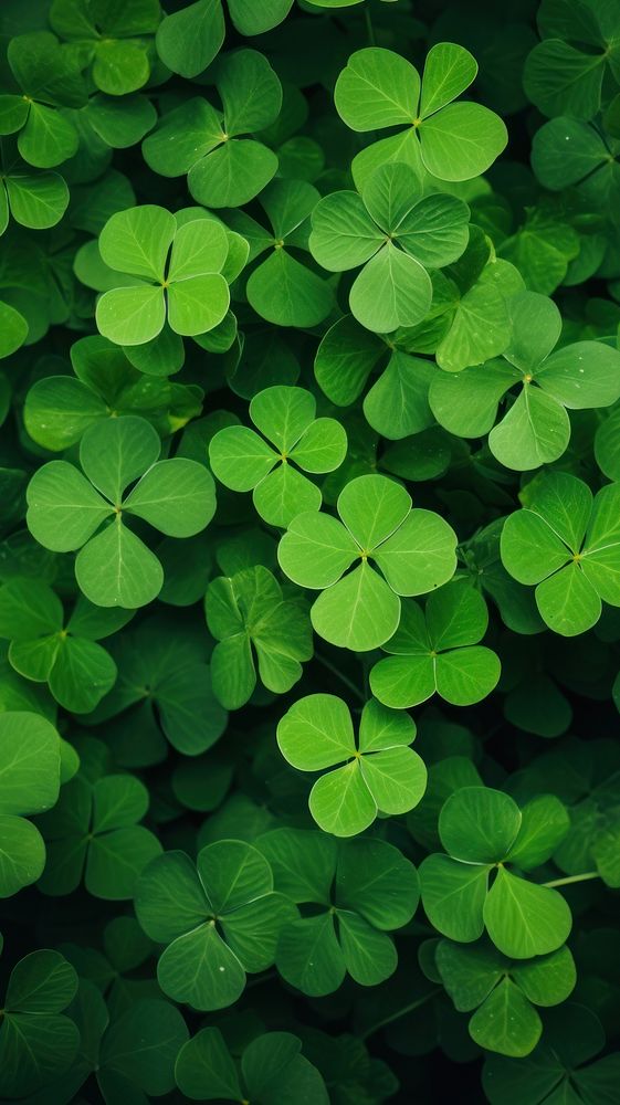 Green clover leaves plant leaf | Premium Photo - rawpixel