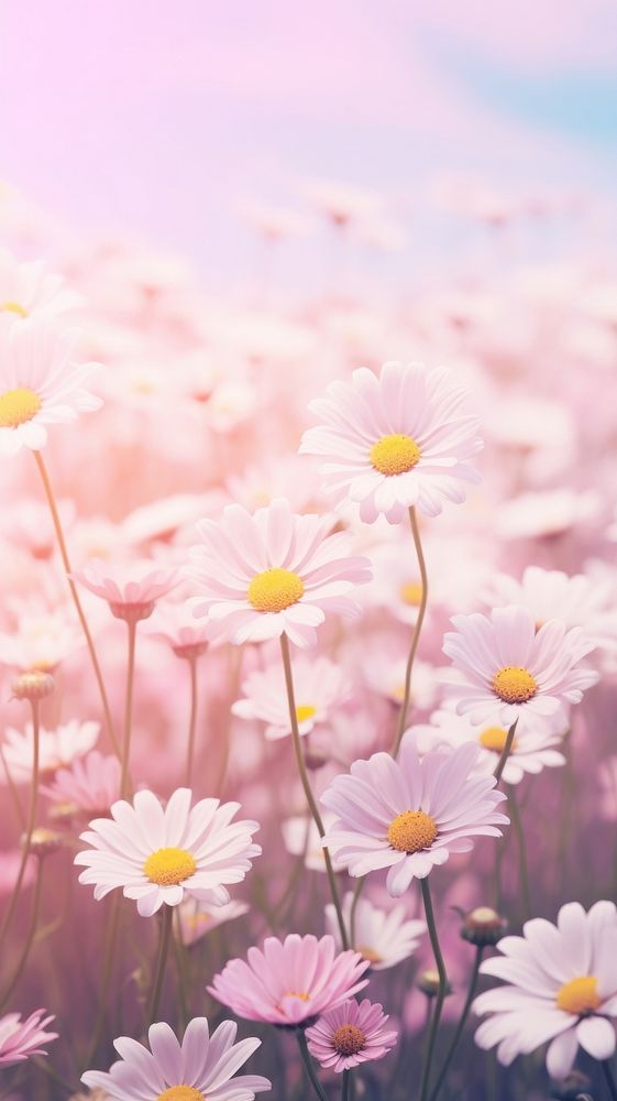 Daisy field wallpaper outdoors landscape | Free Photo - rawpixel