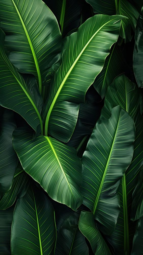 Tropical leaves backgrounds outdoors tropics. | Premium Photo - rawpixel