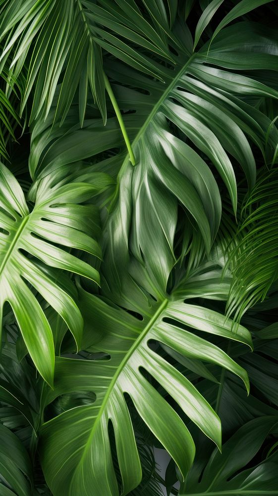Tropical leaves backgrounds vegetation outdoors. | Premium Photo - rawpixel