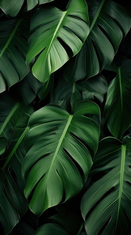 Tropical leaves backgrounds tropics plant. | Premium Photo - rawpixel