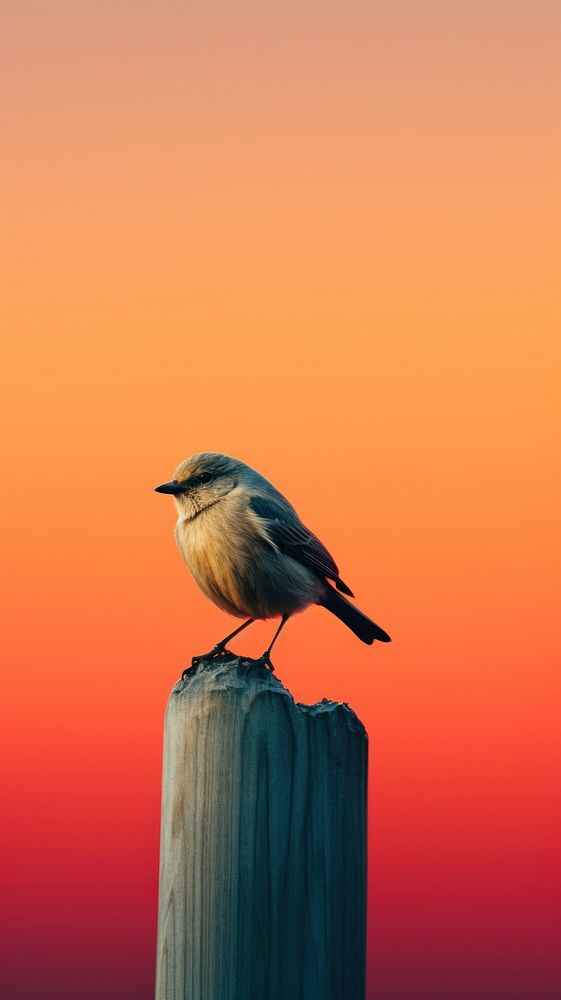 Bird sunset sky outdoors animal. | Premium Photo - rawpixel