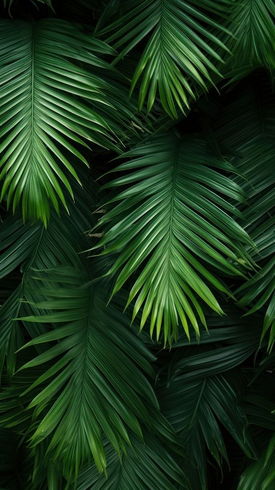 Palm leaves backgrounds vegetation outdoors. | Premium Photo - rawpixel