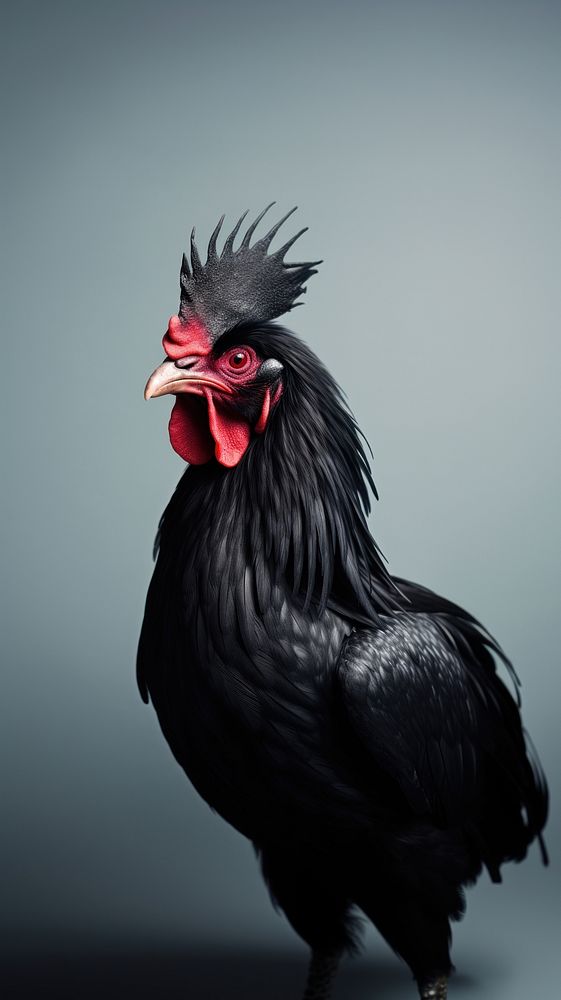 Ayam Cemani chicken poultry animal | Free Photo - rawpixel