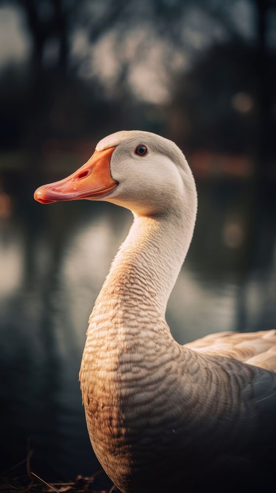 chinese goose animal bird duck. | Premium Photo - rawpixel