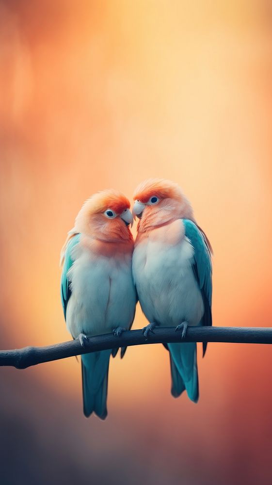 couple love bird animal beak | Premium Photo - rawpixel
