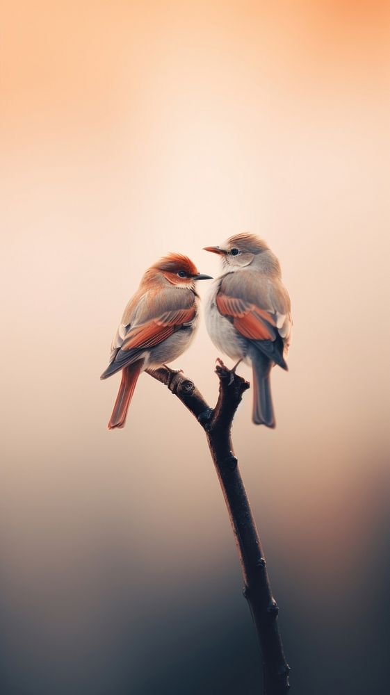 couple trippler bird animal beak | Premium Photo - rawpixel