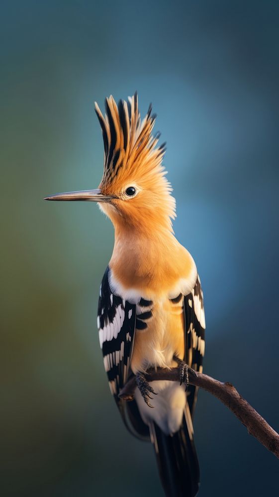 Eurasian hoopoe bird animal beak | Premium Photo - rawpixel