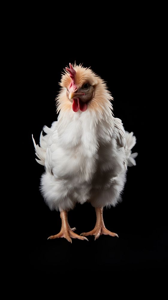 frizzle chicken poultry animal bird. | Premium Photo - rawpixel